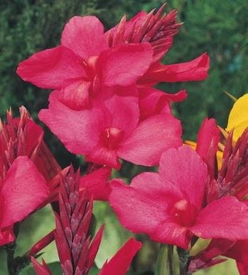 Paciorecznik canna ORCHID kanna różowa kłącze 3szt 1441 ogrodnik24.pl