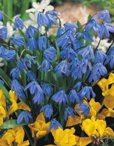 Cebulica syberyjska scilla siberica niebieska cebulki 20 szt. 1852 ...