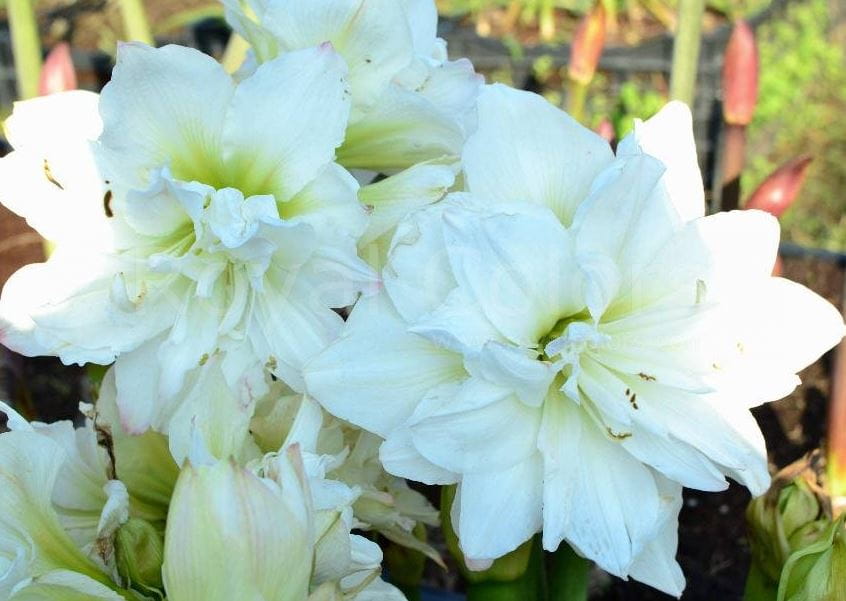 Amarylis hippeastrum cebula biały pełny WHITE NYMPH ogrodnik24.pl