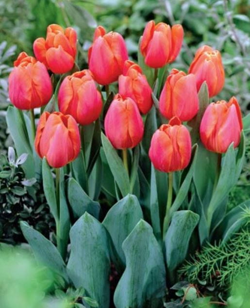 Różowe tulipany triumph Jimmy 20szt cebulki tulipanów 1286 ogrodnik24.pl