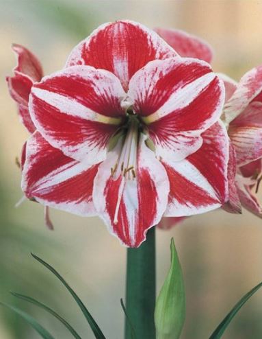 Amarylis hippeastrum zwartnica Toronto cebula 1szt ogrodnik24.pl